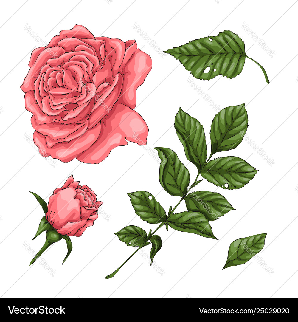 Set coral roses hand drawing Royalty Free Vector Image