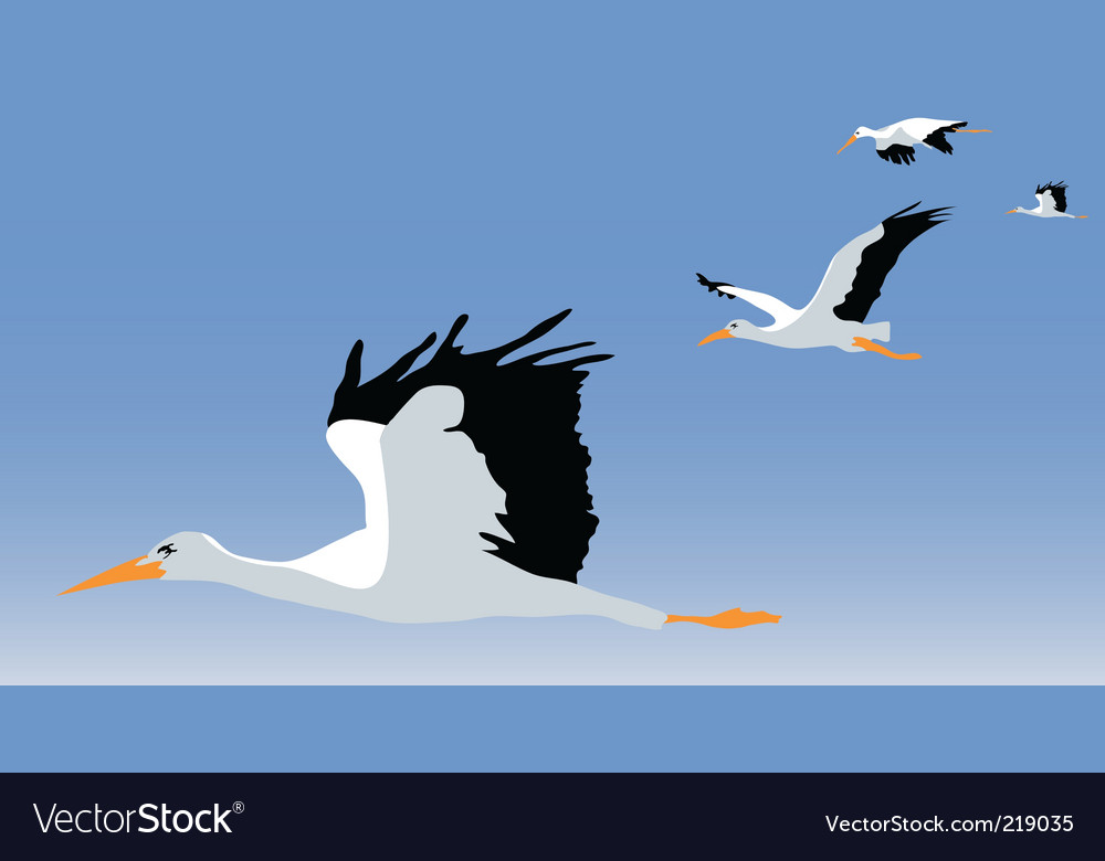 Storks Royalty Free Vector Image - VectorStock