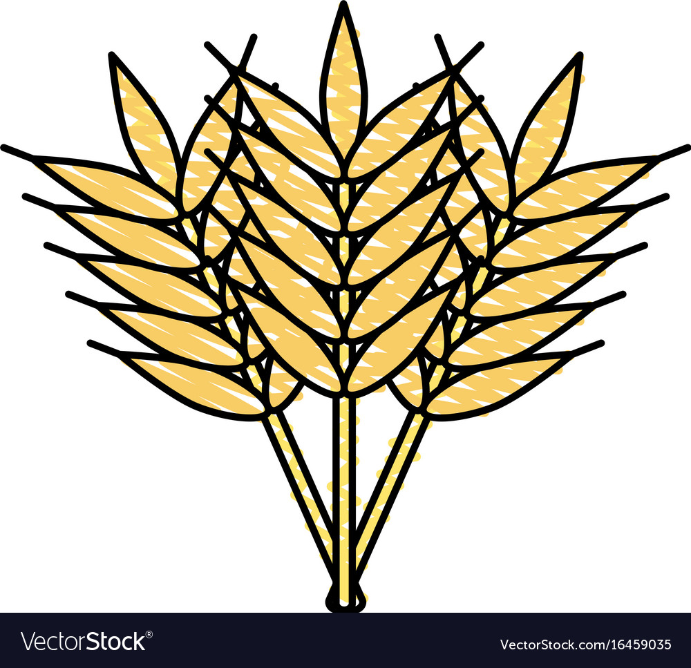 Wheat Royalty Free Vector Image - VectorStock
