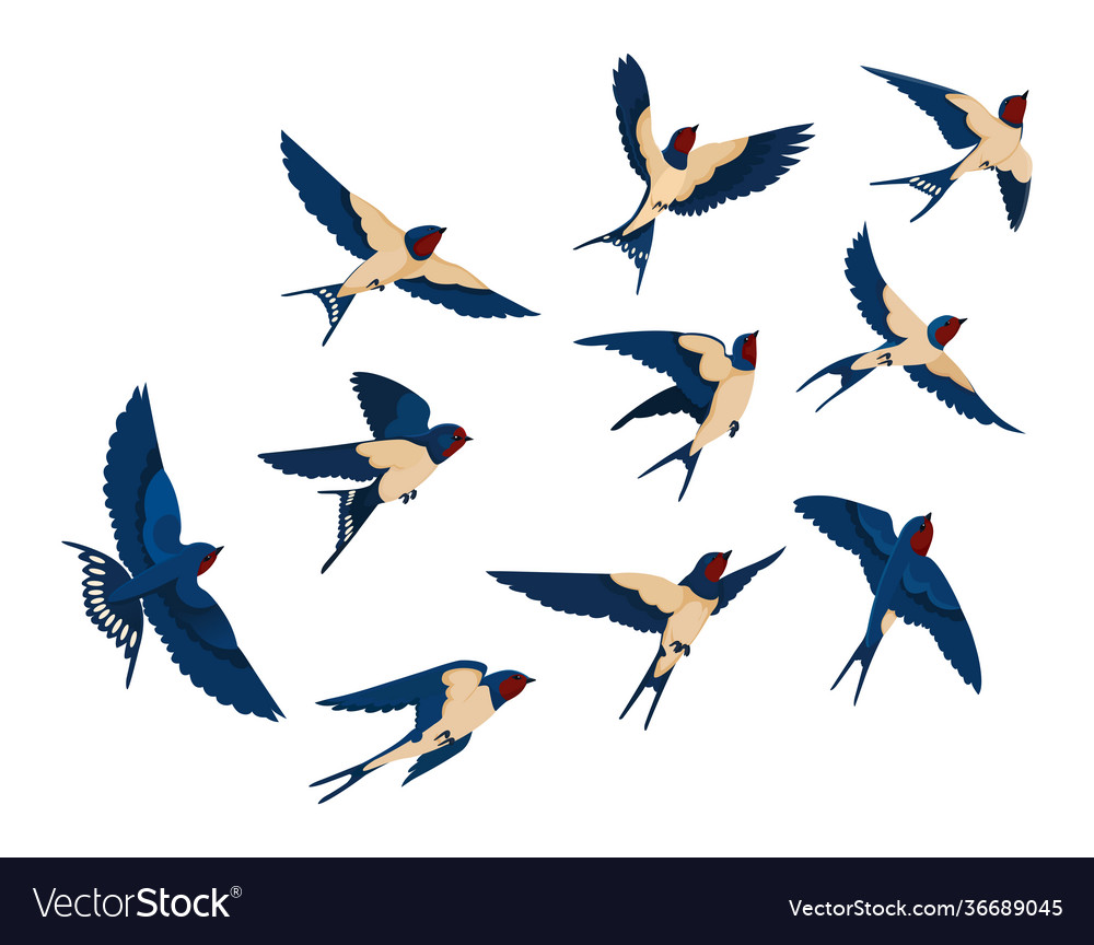 Flying bird various view collection set Royalty Free Vector