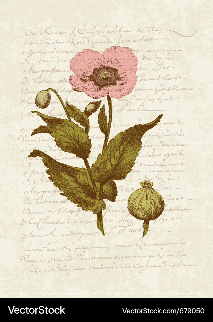 Vintage poppy card Royalty Free Vector Image - VectorStock