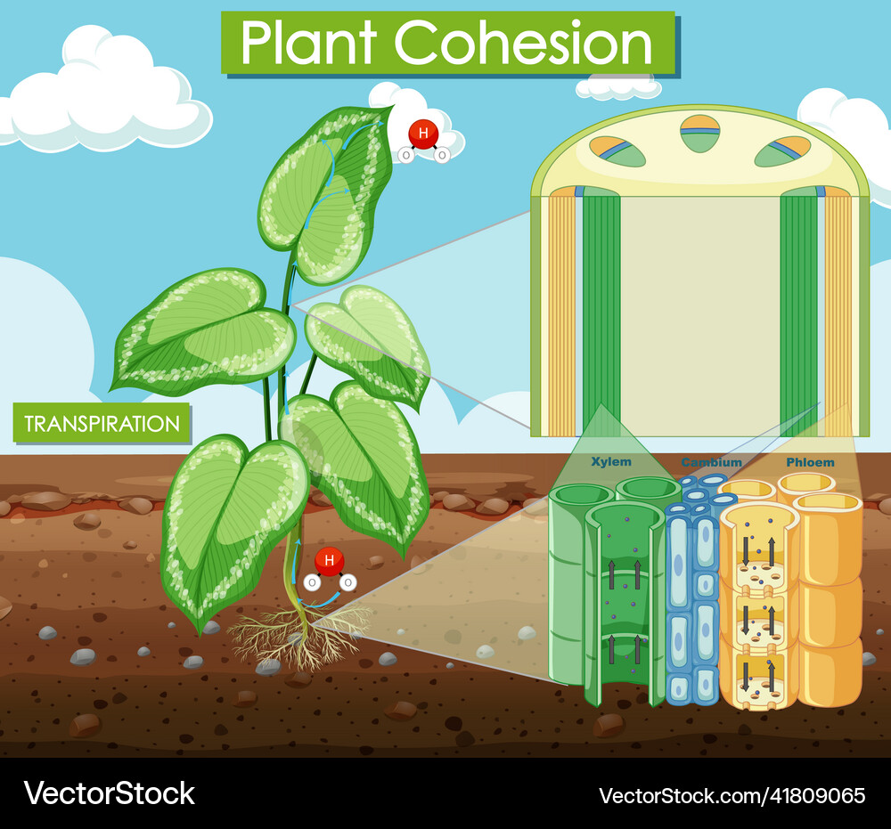 Diagram showing plant cohesion Royalty Free Vector Image