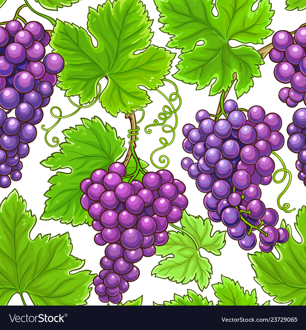 Grapes branches pattern on white background Vector Image
