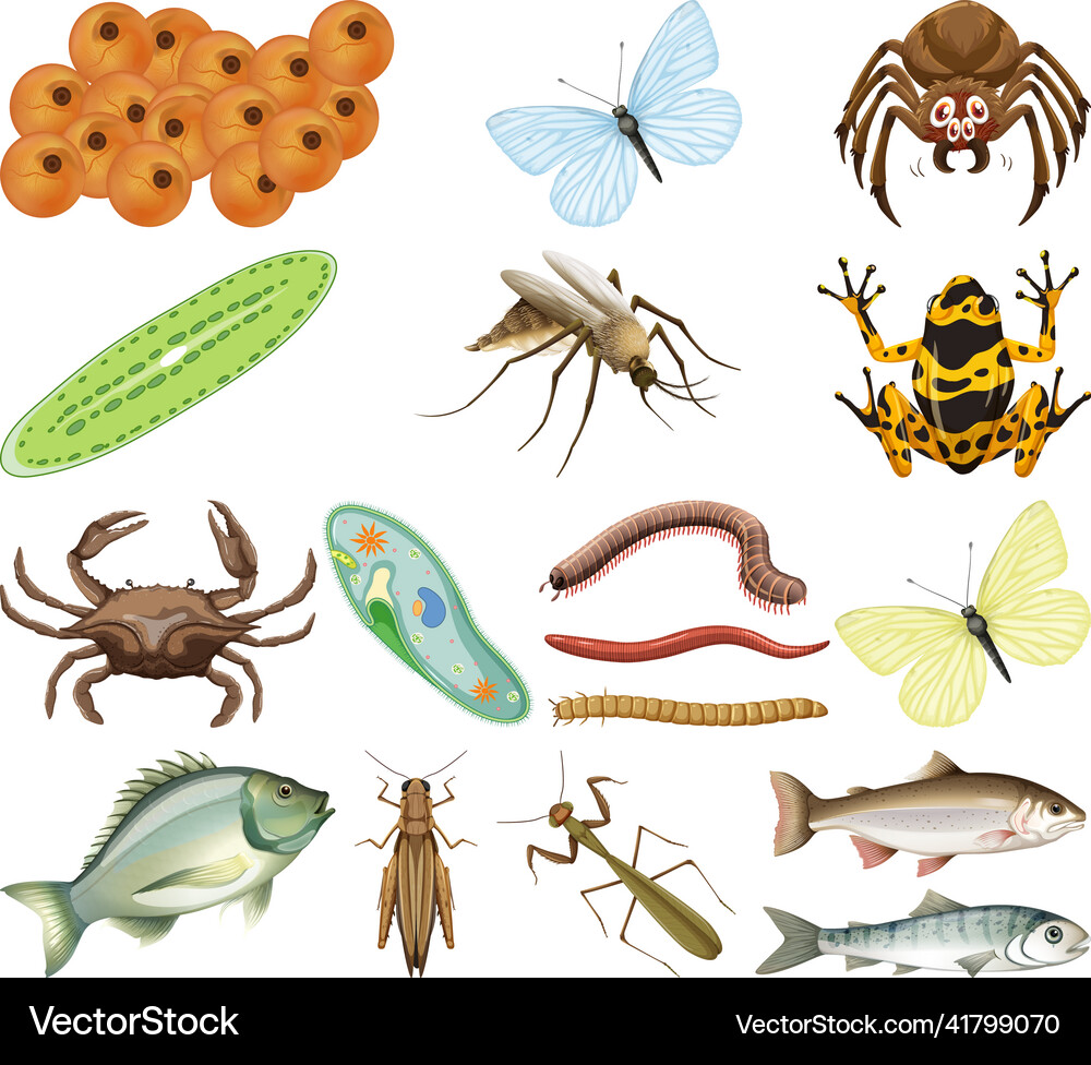 Many insects and animals on white background Vector Image