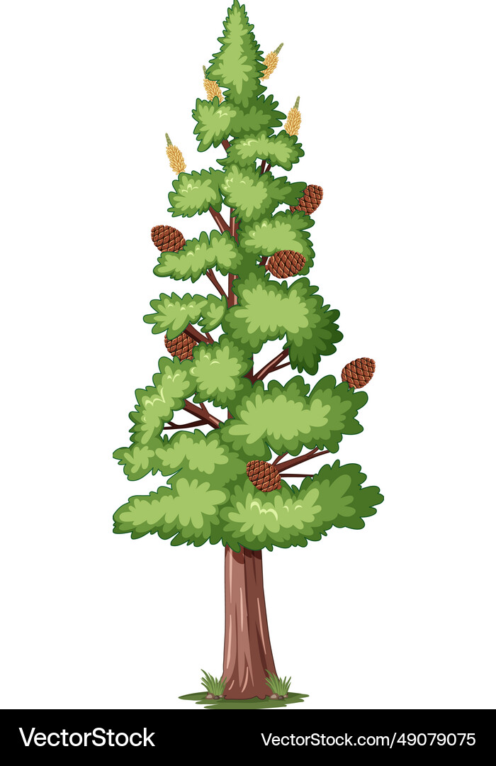 Conifer plants with gymnosperms a cartoon Vector Image
