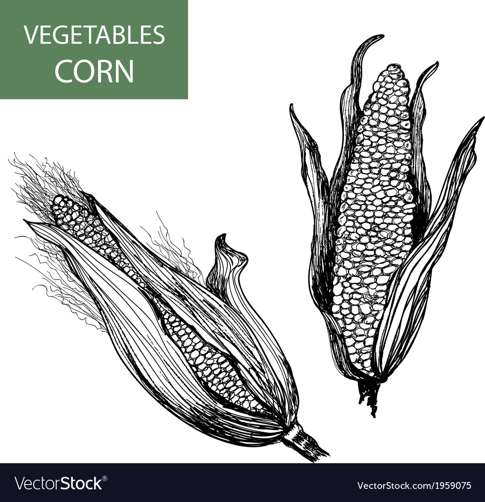Corn-set Royalty Free Vector Image - VectorStock