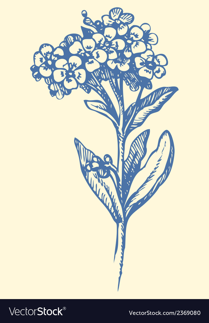 Forget me Royalty Free Vector Image - VectorStock