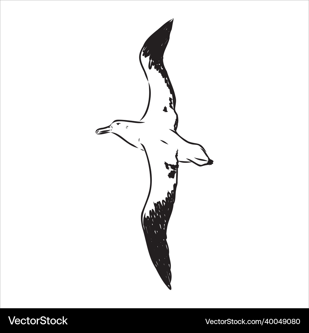 Seagull albatross bird in flight with open wings Vector Image