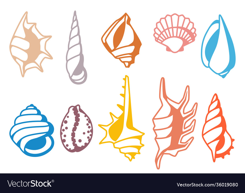 Set seashells Royalty Free Vector Image - VectorStock