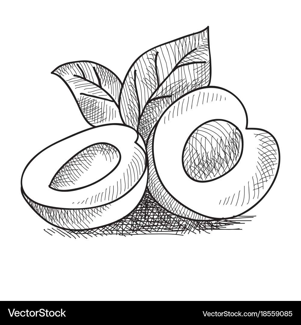 Hand drawn peach concept Royalty Free Vector Image
