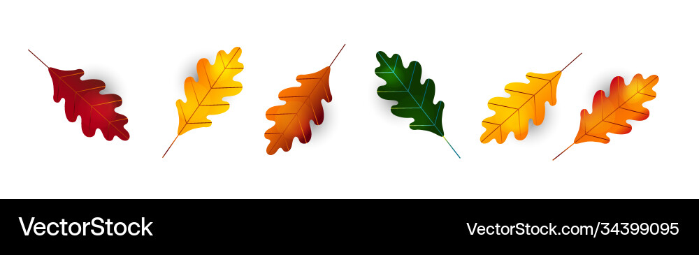 Autumn leaf fall colorful leaves oak leaf Vector Image