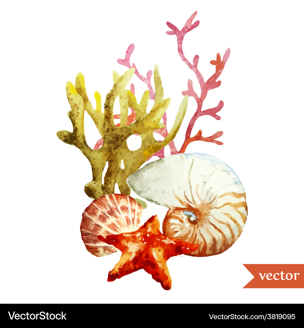 Watercolor sea coral shell Royalty Free Vector Image