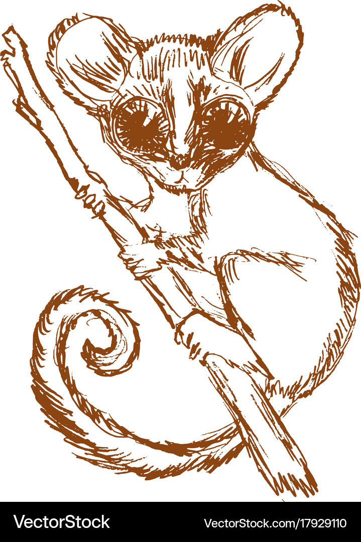 Galago african animal Royalty Free Vector Image