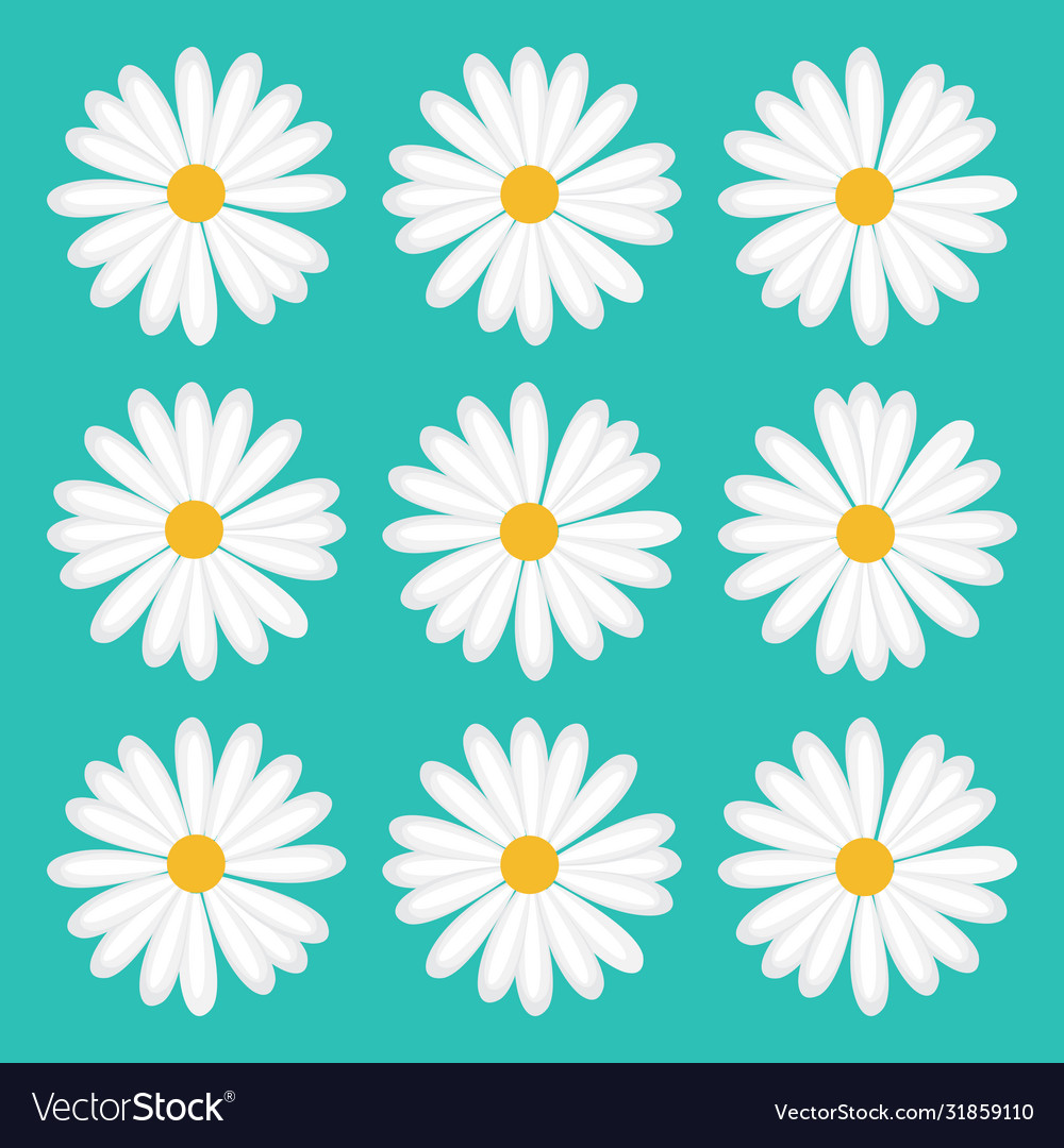 Pattern flower daisy Royalty Free Vector Image