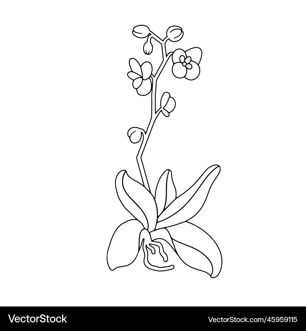 Orchid plant flower Royalty Free Vector Image - VectorStock