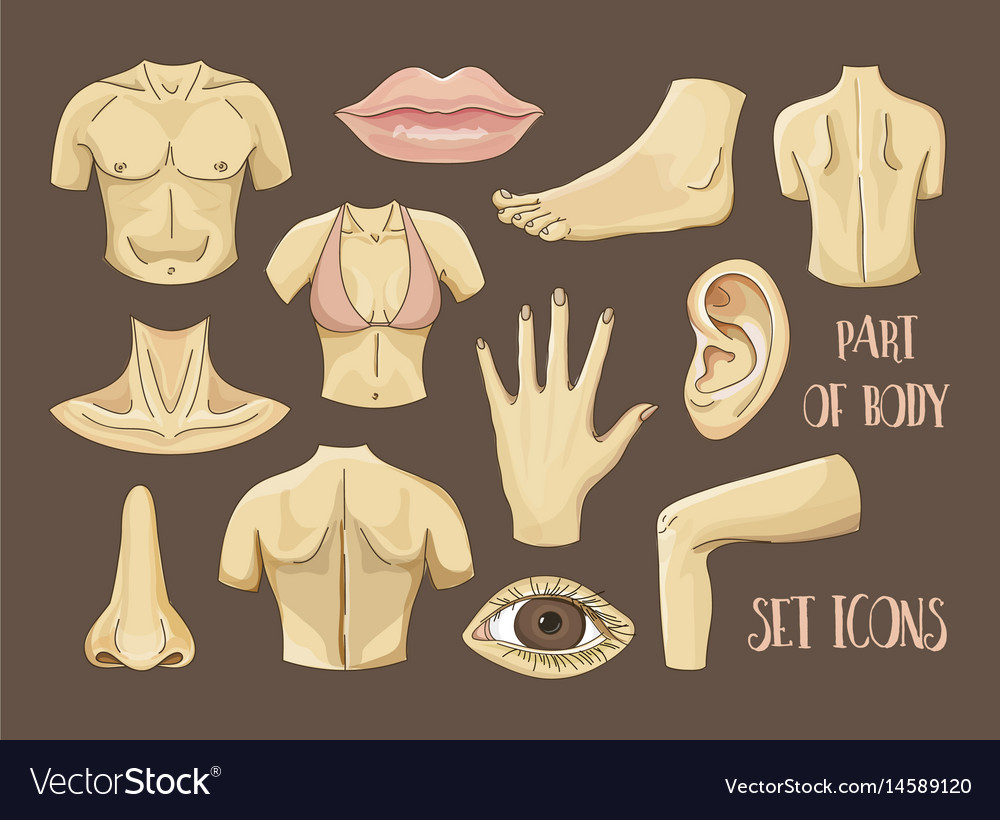 Body parts icons set Royalty Free Vector Image Body parts icons set Royalty Free Vector Image