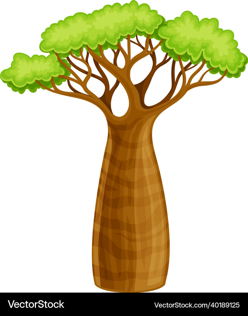 Baobab tree powerful plant with green foliage Vector Image