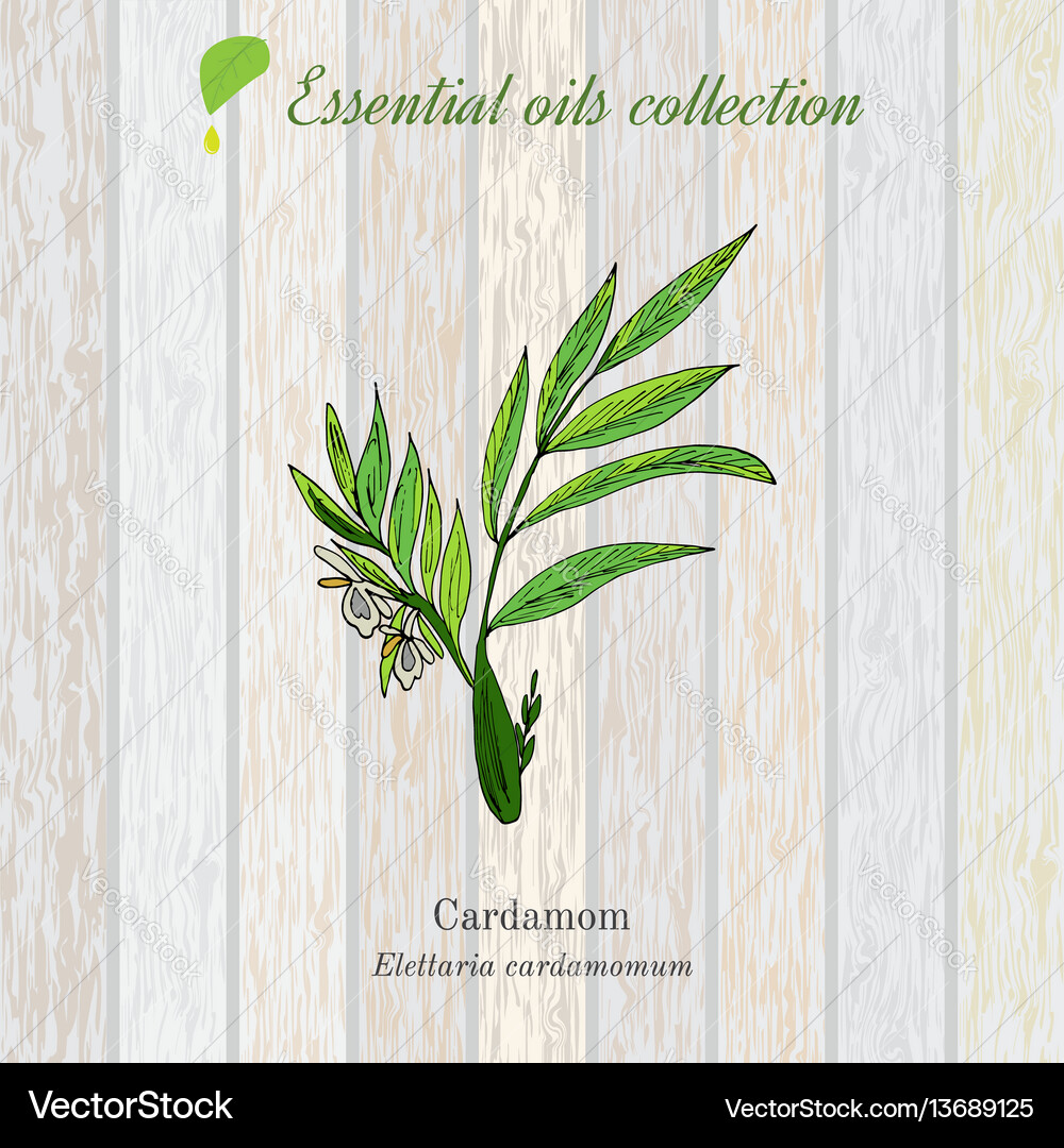 Green cardamon essential oil label aromatic Vector Image