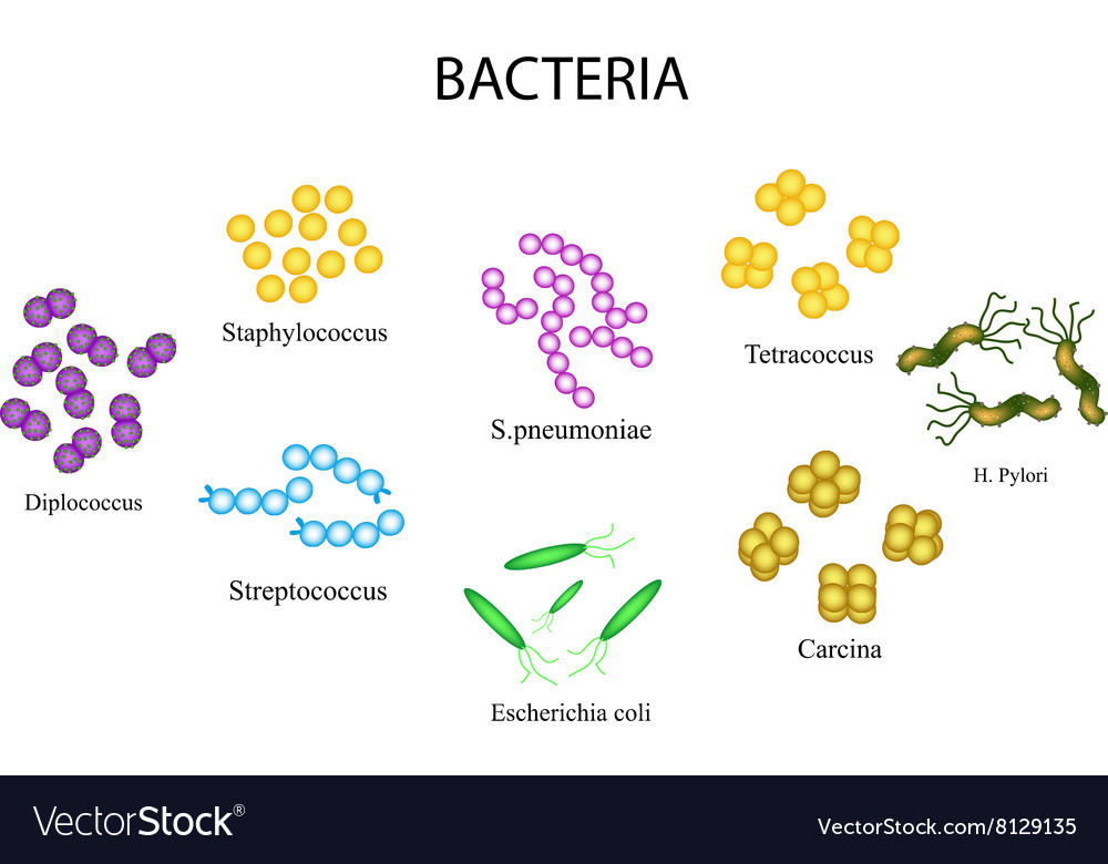 Set bacteria staphylococcus streptococcus Vector Image