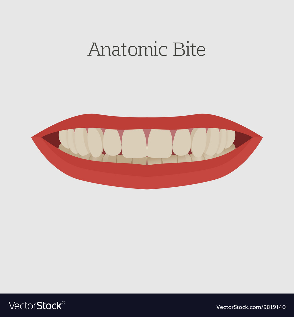 Teeth bite Royalty Free Vector Image - VectorStock