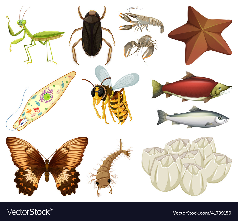 Different kinds of insects and animals on white Vector Image