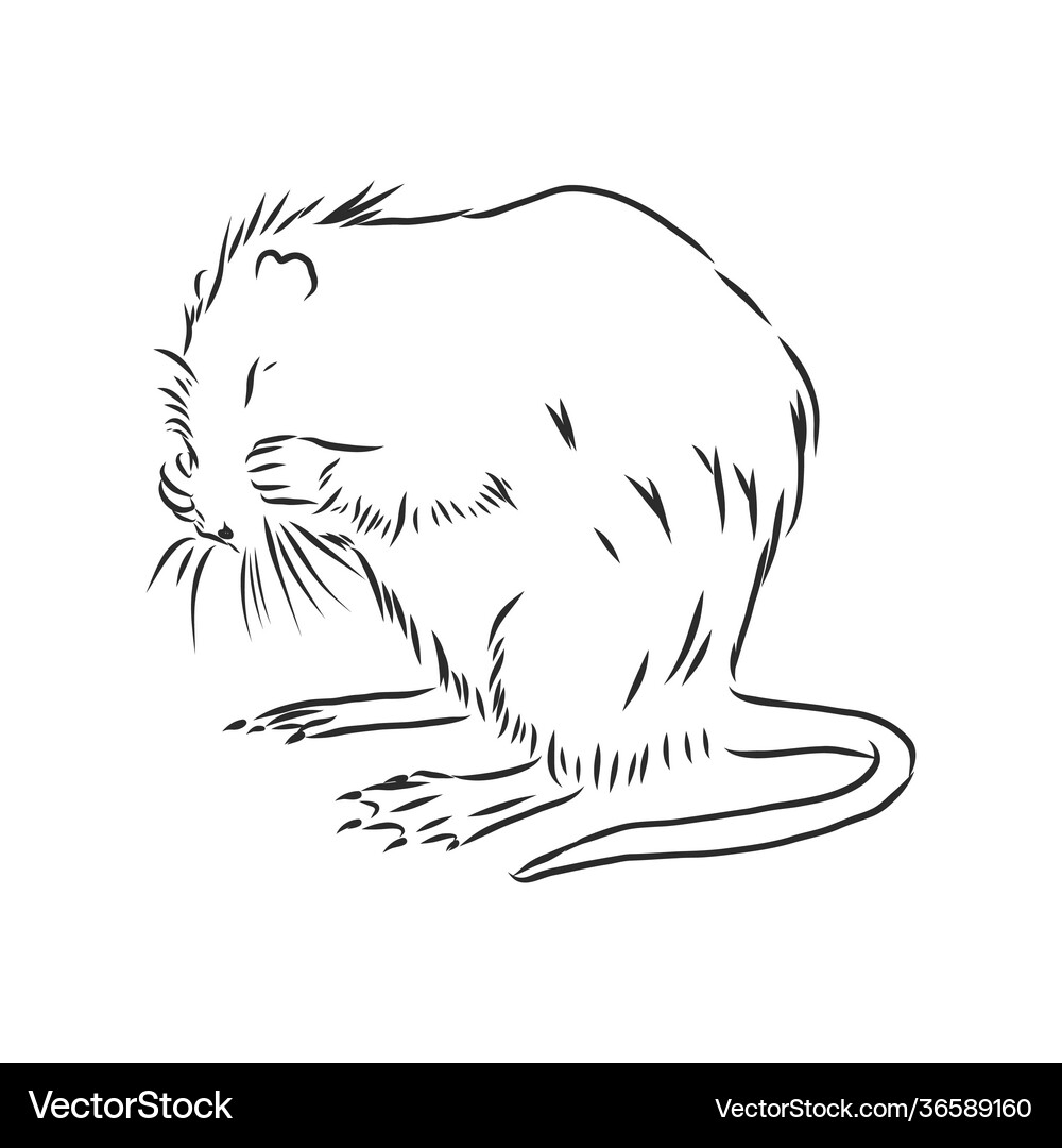 Nutria black and white sketch Royalty Free Vector Image
