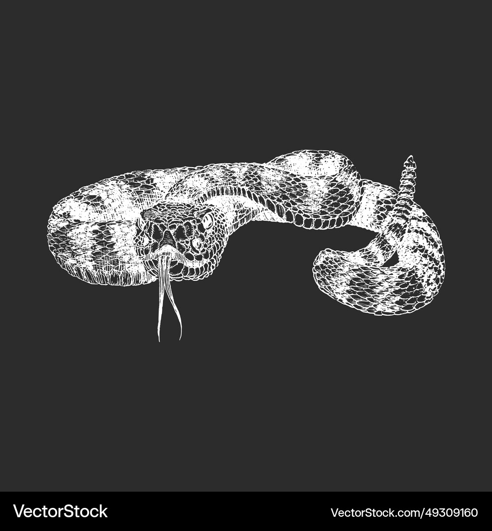 Rattlesnake vintage drawn Royalty Free Vector Image