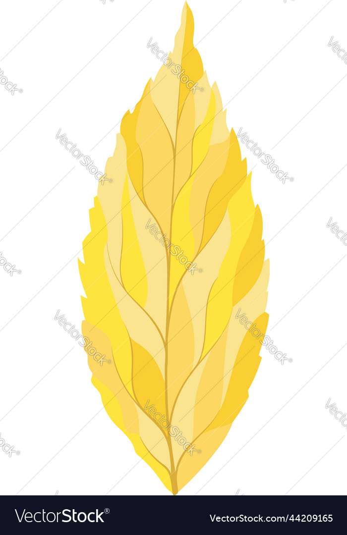 Ash-tree leaf Royalty Free Vector Image - VectorStock