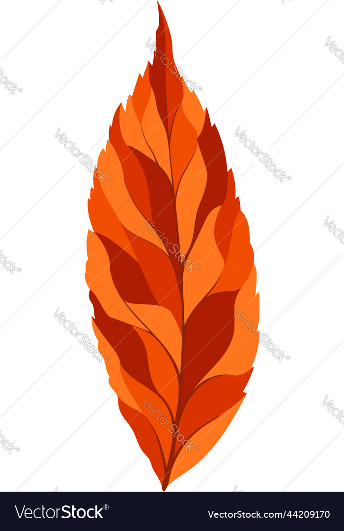 Ash-tree leaf Royalty Free Vector Image - VectorStock