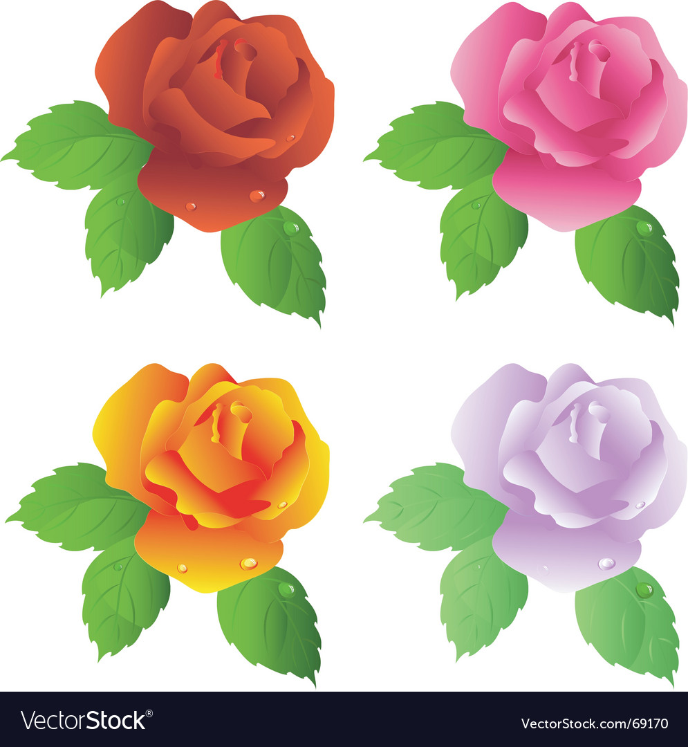 Roses Royalty Free Vector Image - VectorStock