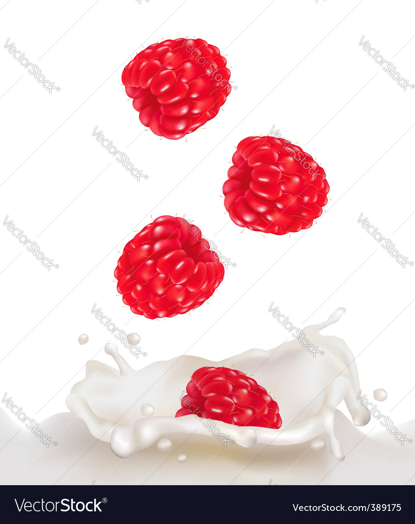 Raspberry milk Royalty Free Vector Image - VectorStock