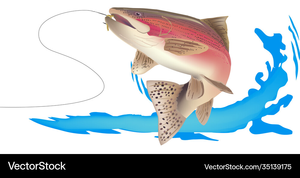 Salmon trout freshwater fish Royalty Free Vector Image