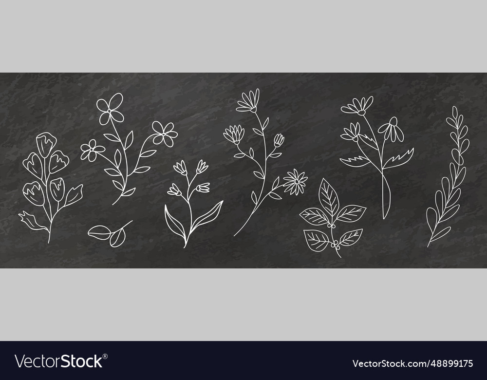 Set of wild flowers and plants white on chalkboard