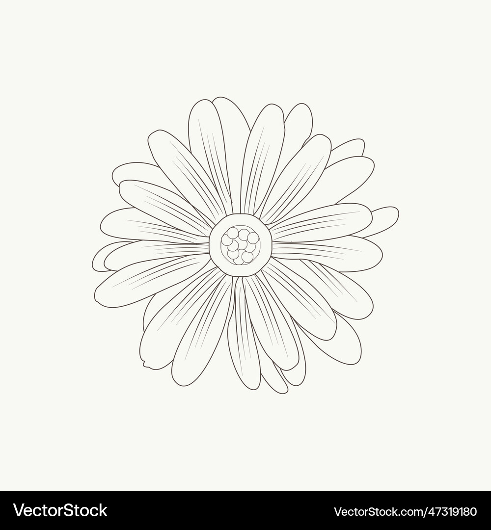Hand drawn simple daisy flower outline Royalty Free Vector