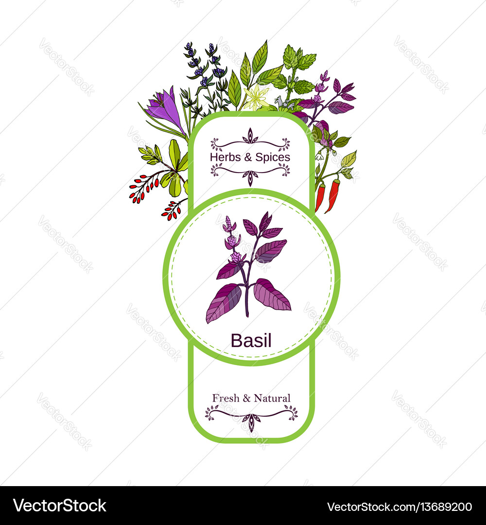 Vintage herbs and spices label collection basil Vector Image