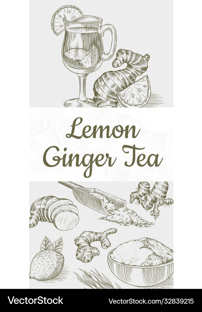 Ginger tea poster chopped rhizome or root fresh Vector Image