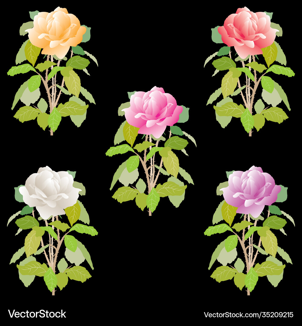 Image delicate colorful garden roses Royalty Free Vector