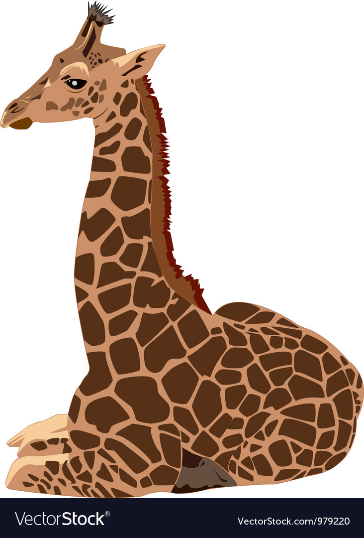 Giraffe Royalty Free Vector Image - VectorStock