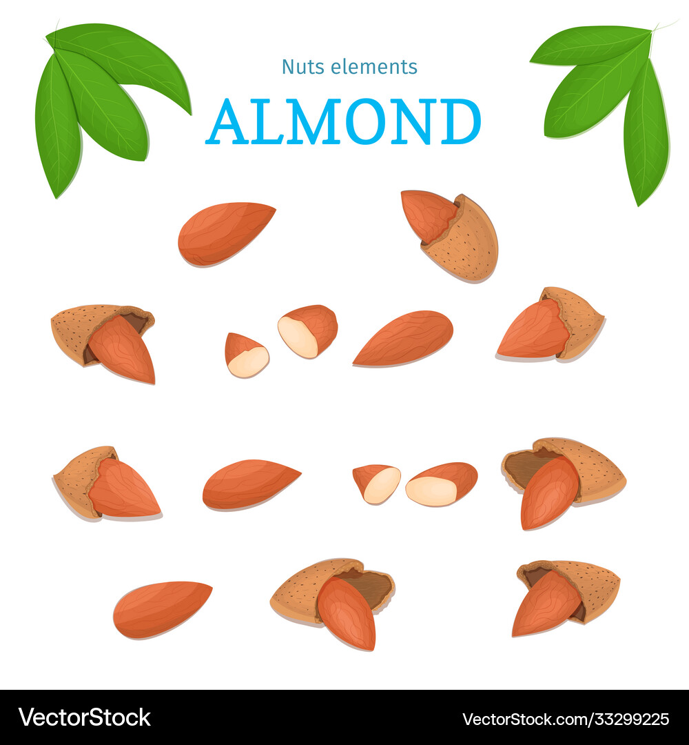 Set nuts almond nut whole peeled Royalty Free Vector Image