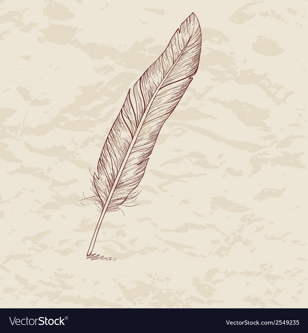 Feather Royalty Free Vector Image - VectorStock