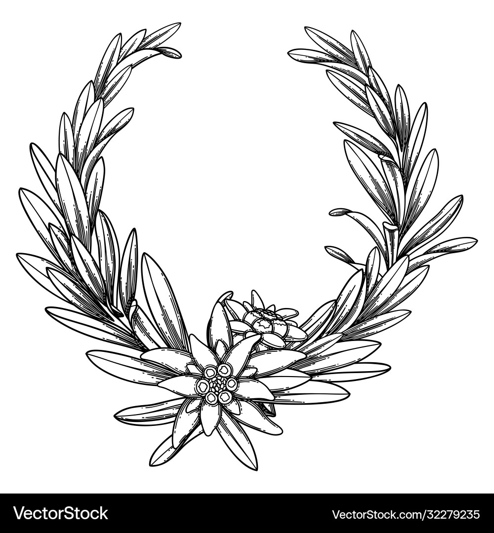 Graphic edelweiss wreath isolated on white Vector Image