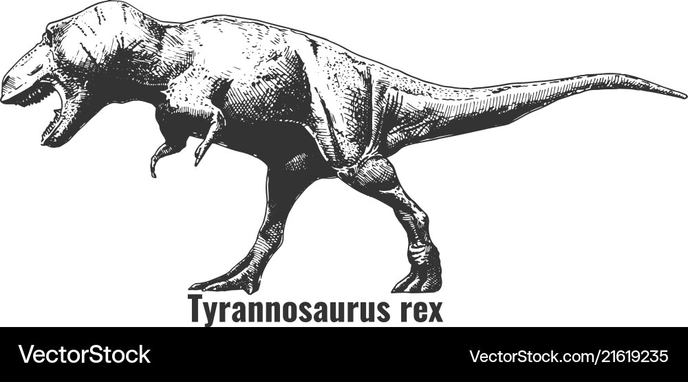 Tyrannosaurus rex Royalty Free Vector Image - VectorStock