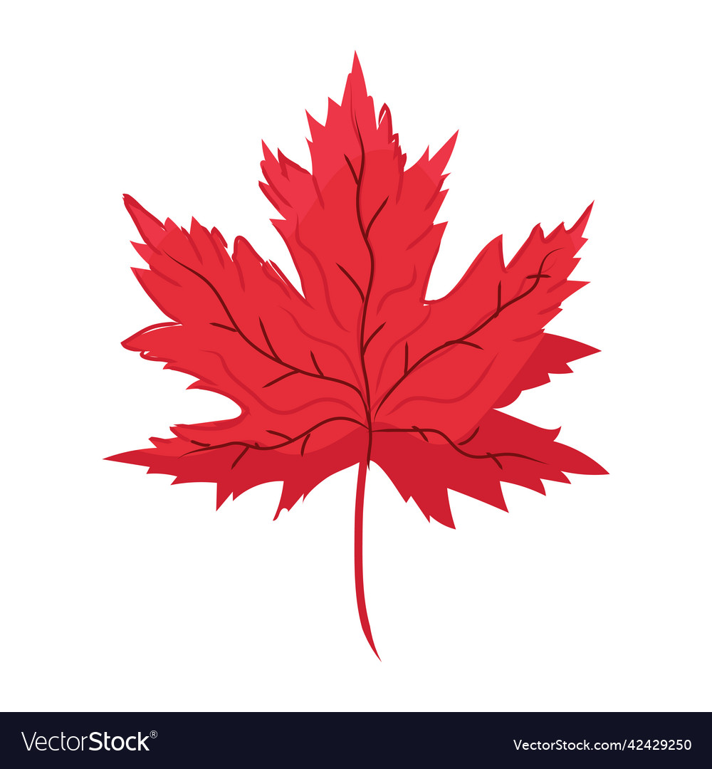 Maple leaf Royalty Free Vector Image - VectorStock