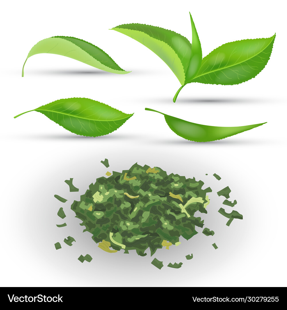 Set realistic tea leaves with fresh green Vector Image