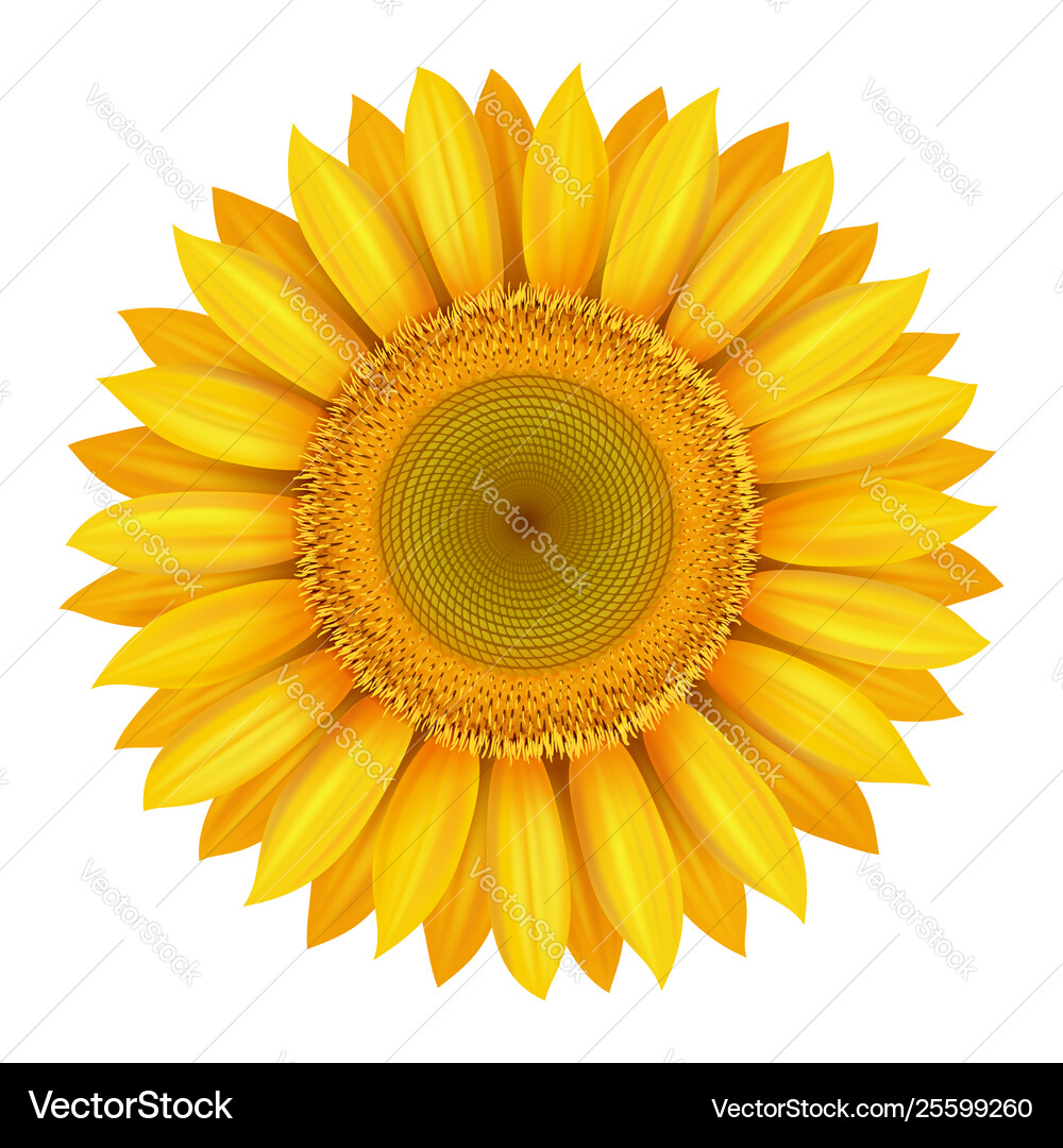 Realistic beautiful bright yellow sunflower Vector Image