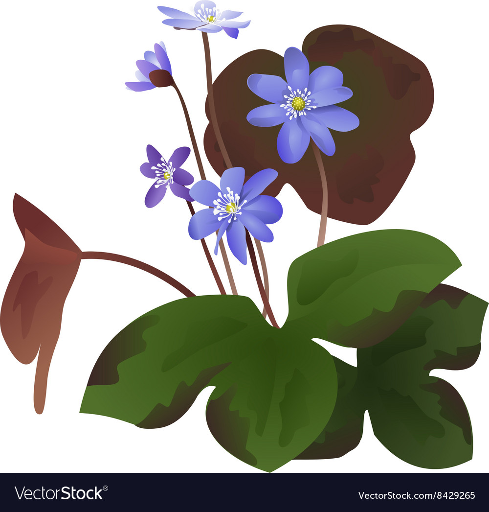 Hepatica flowers with leaves isolated Royalty Free Vector