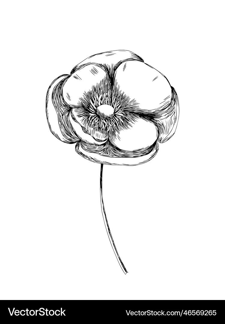 Poppy flower sketch Royalty Free Vector Image - VectorStock