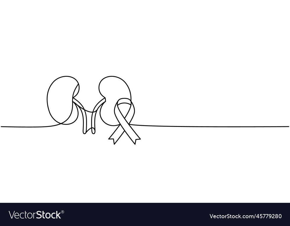 Human kidneys with ribbon one line continuous Vector Image