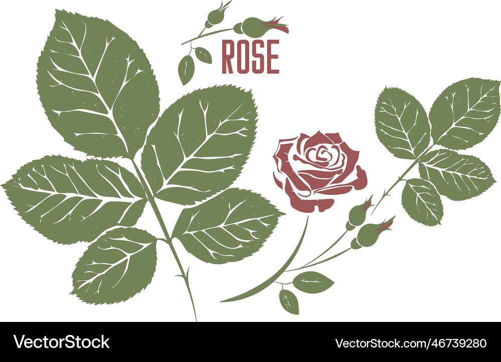 Red rose silhouette in color drawing Royalty Free Vector
