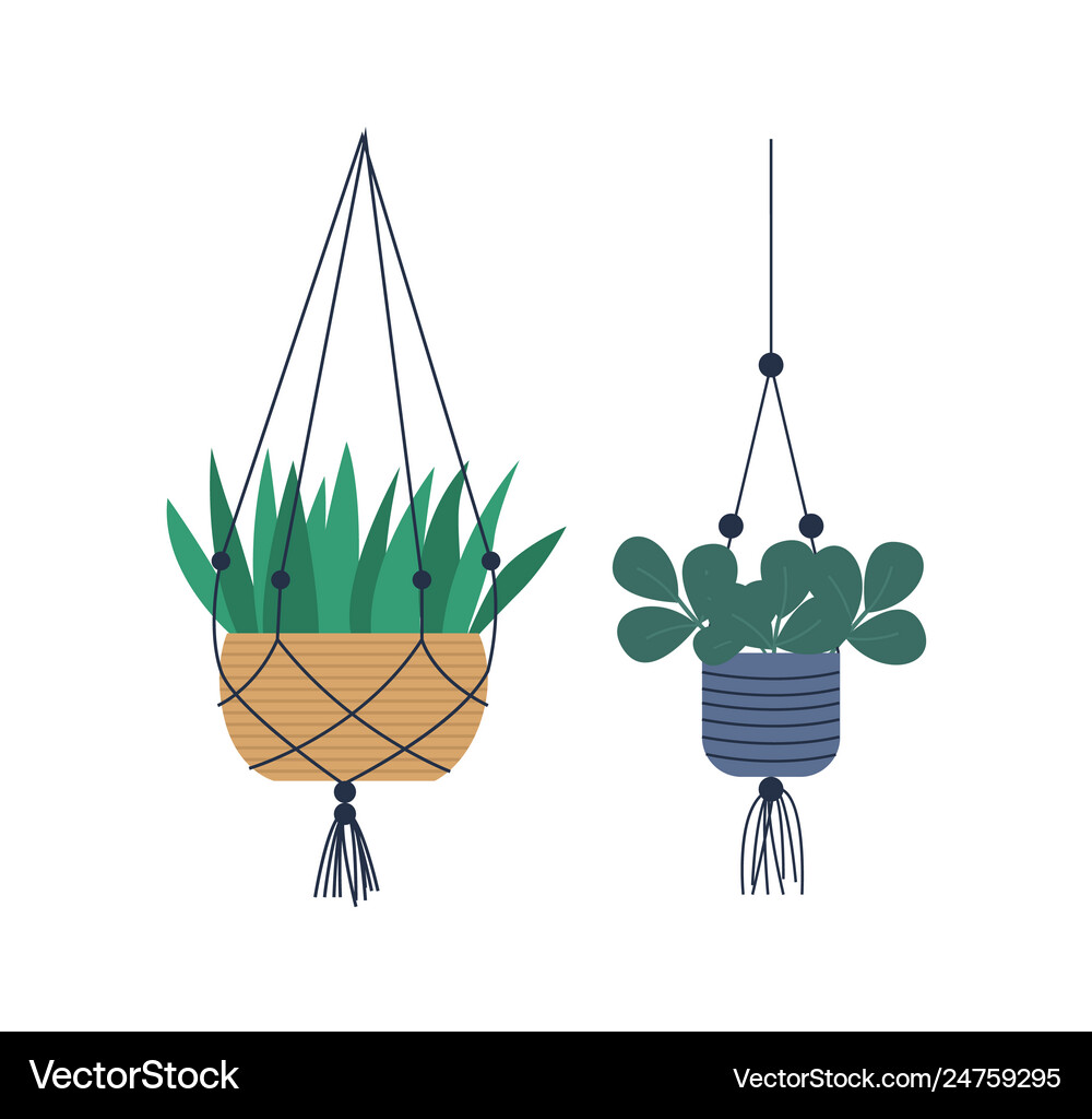 Houseplant placed in pot container hanging set Vector Image